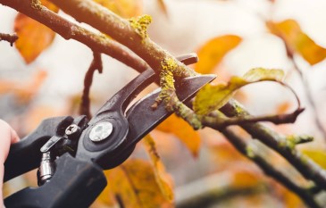 How to effectively prune during winter season?