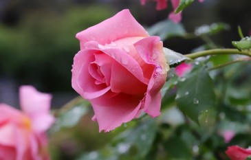 Winter Care Expert Tips for Rose