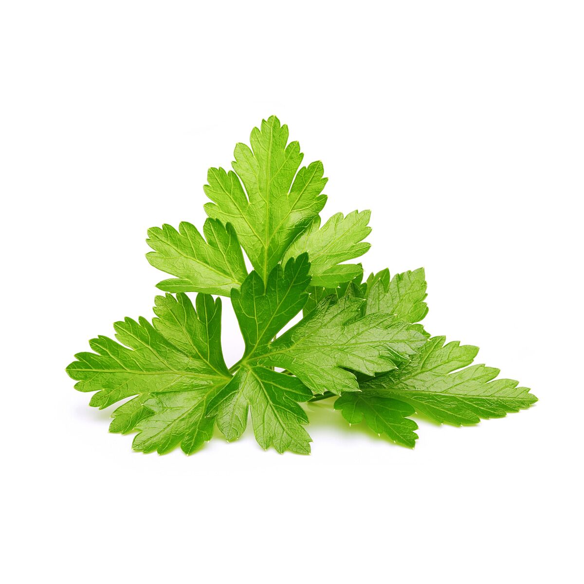 Basil – This bright green herb a must have for Italian cuisine (sweet ...