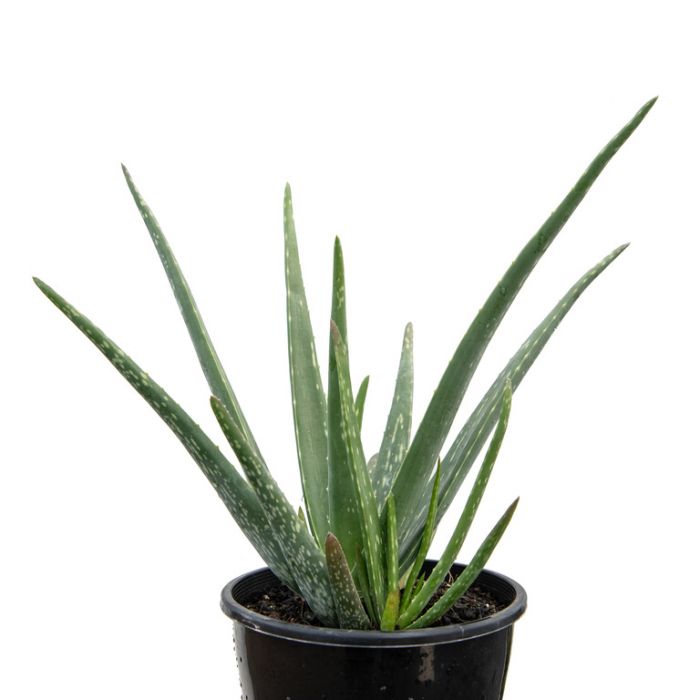 Donkey’s tail (or Burro’s tail) is a trailing succulent and looks ...