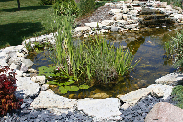How to naturally encourage growth of beneficial bacteria in your pond?