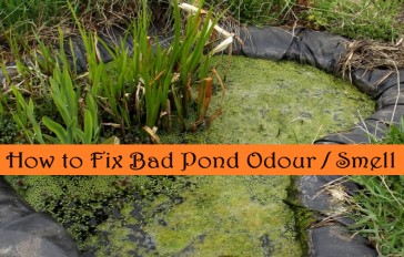 How to get rid of bad Pond odour / smell?