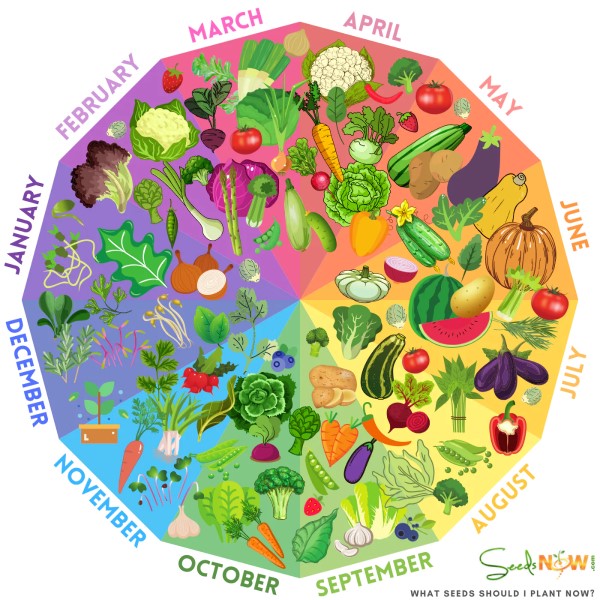 3) Plan & design your veggie patch